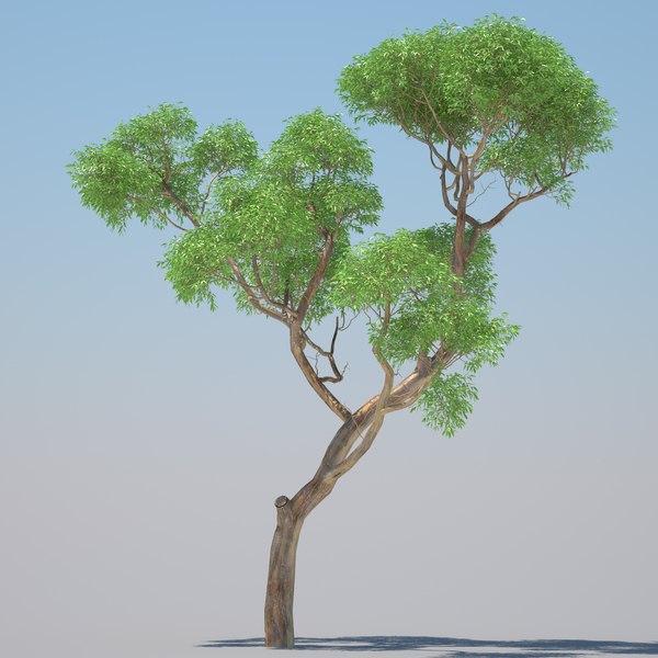 eucalyptus tree 3d model