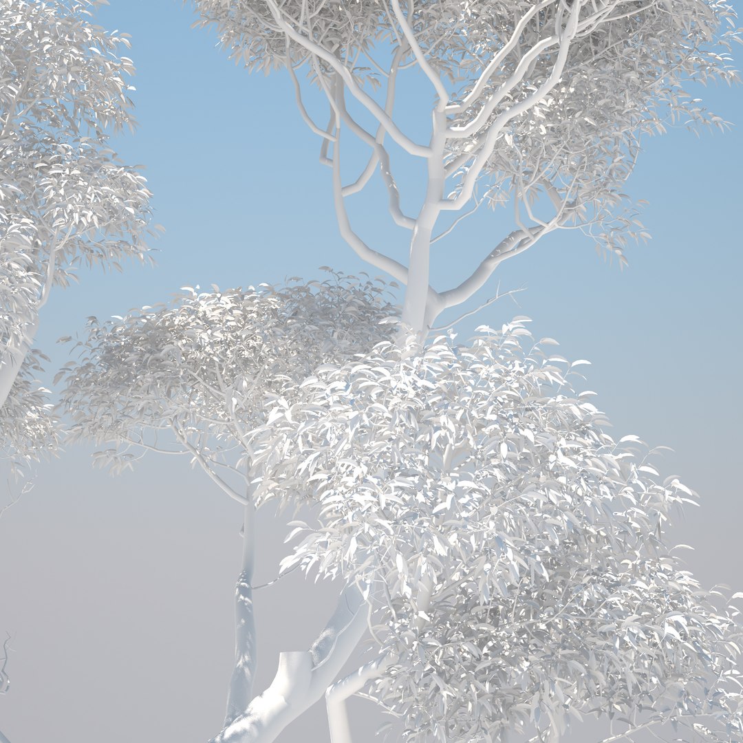 Eucalyptus Tree 3d Model