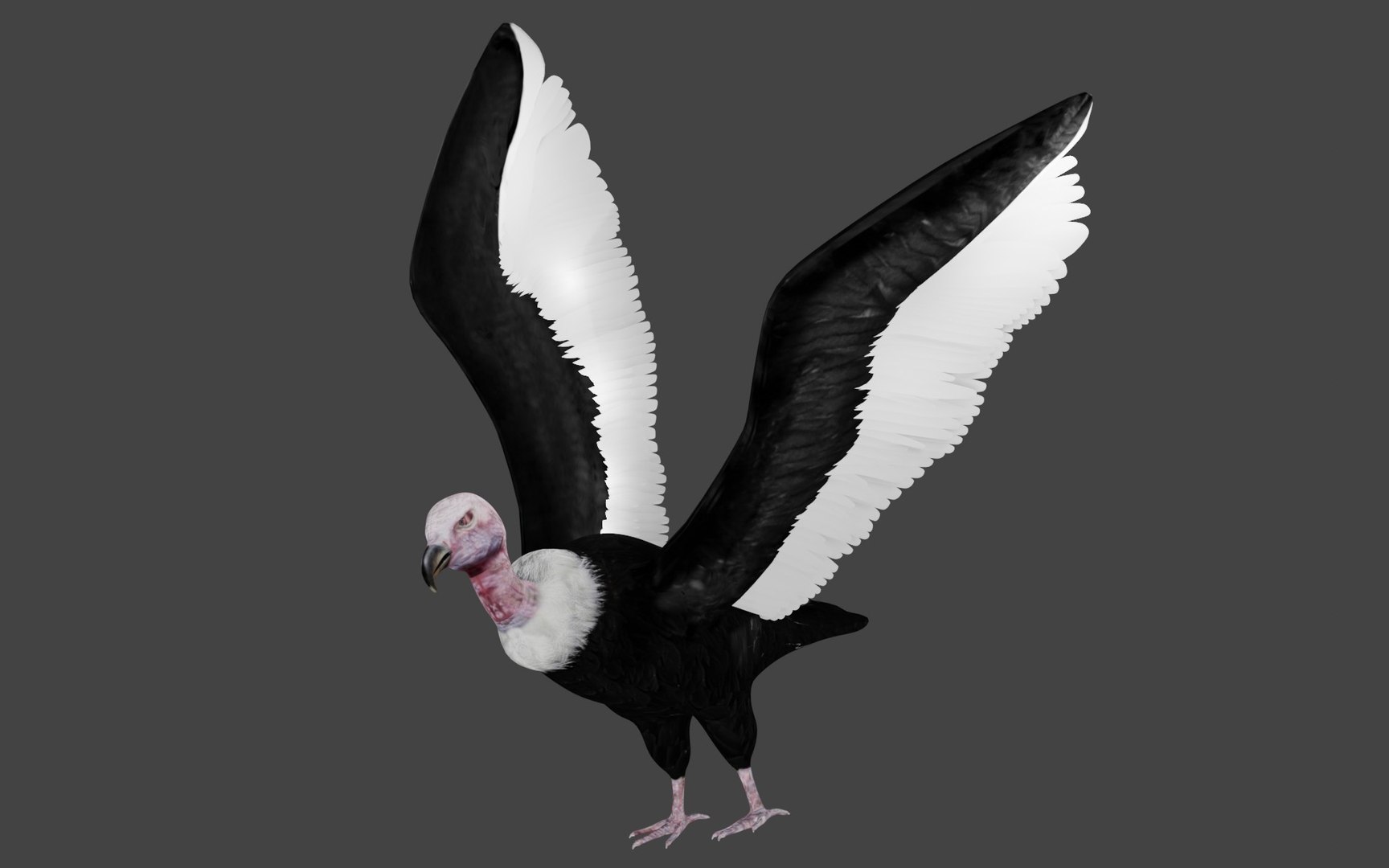 3D Condor Rigged Model - TurboSquid 1669512