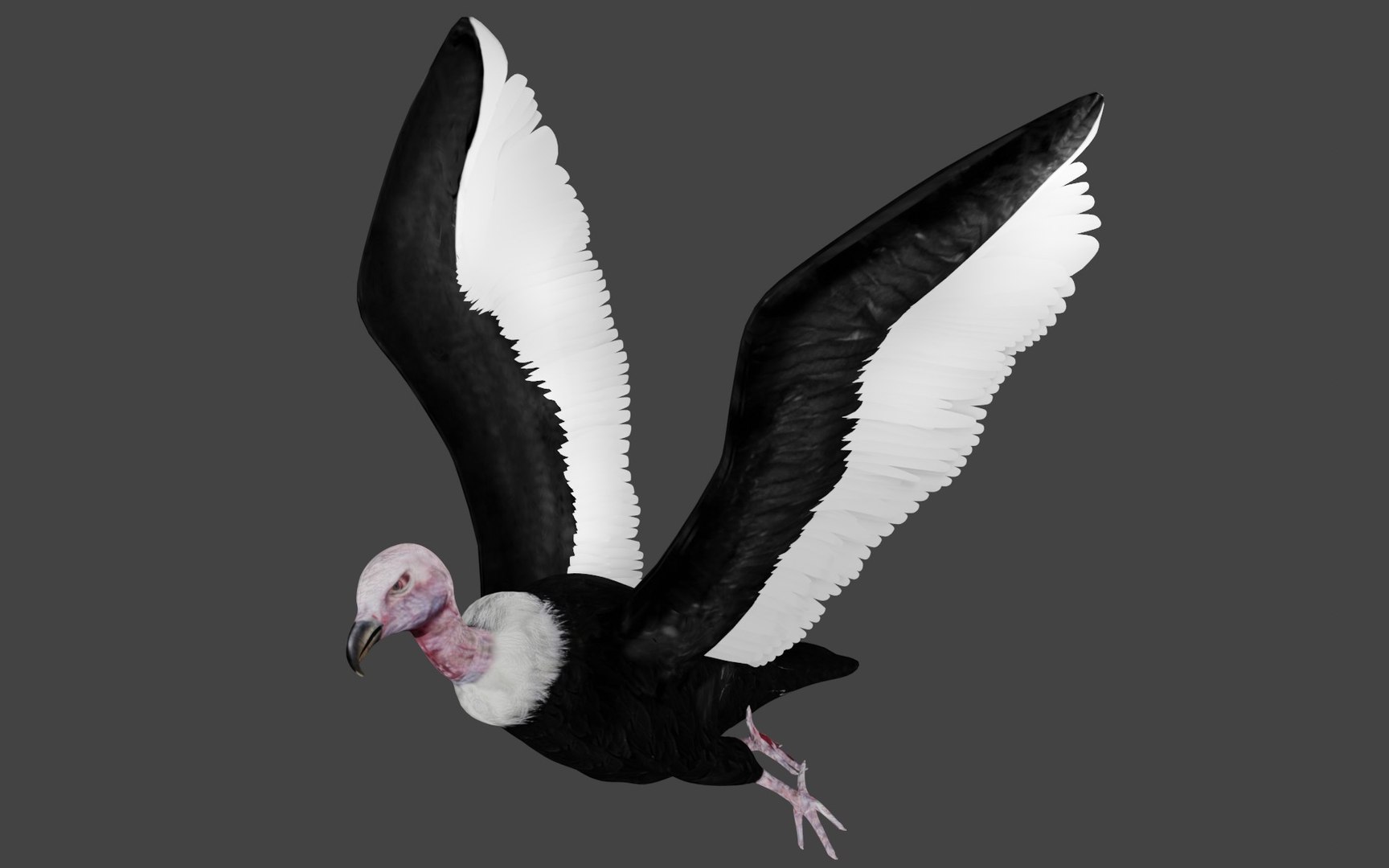 3D Condor Rigged Model - TurboSquid 1669512