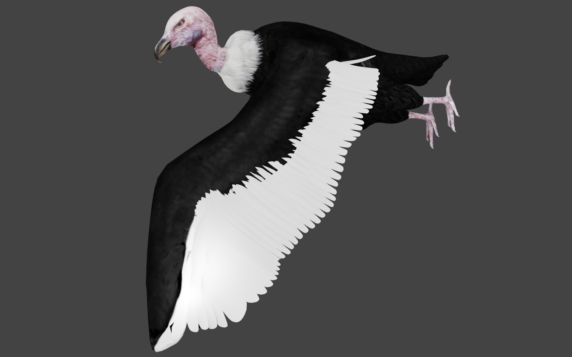3D condor rigged model - TurboSquid 1669512