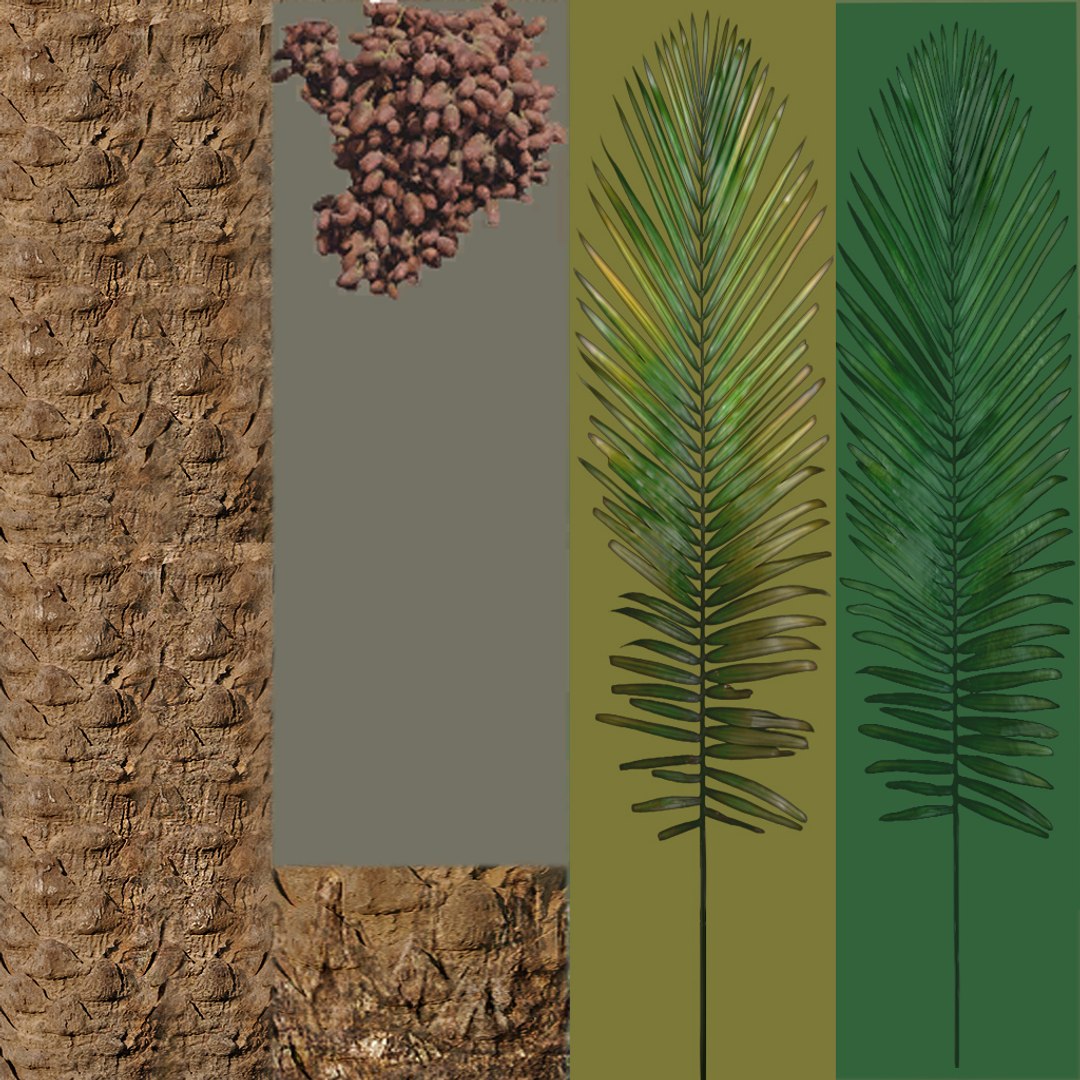 3d Model Date Palm Tree