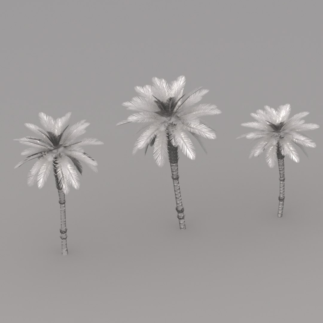 3d Model Date Palm Tree