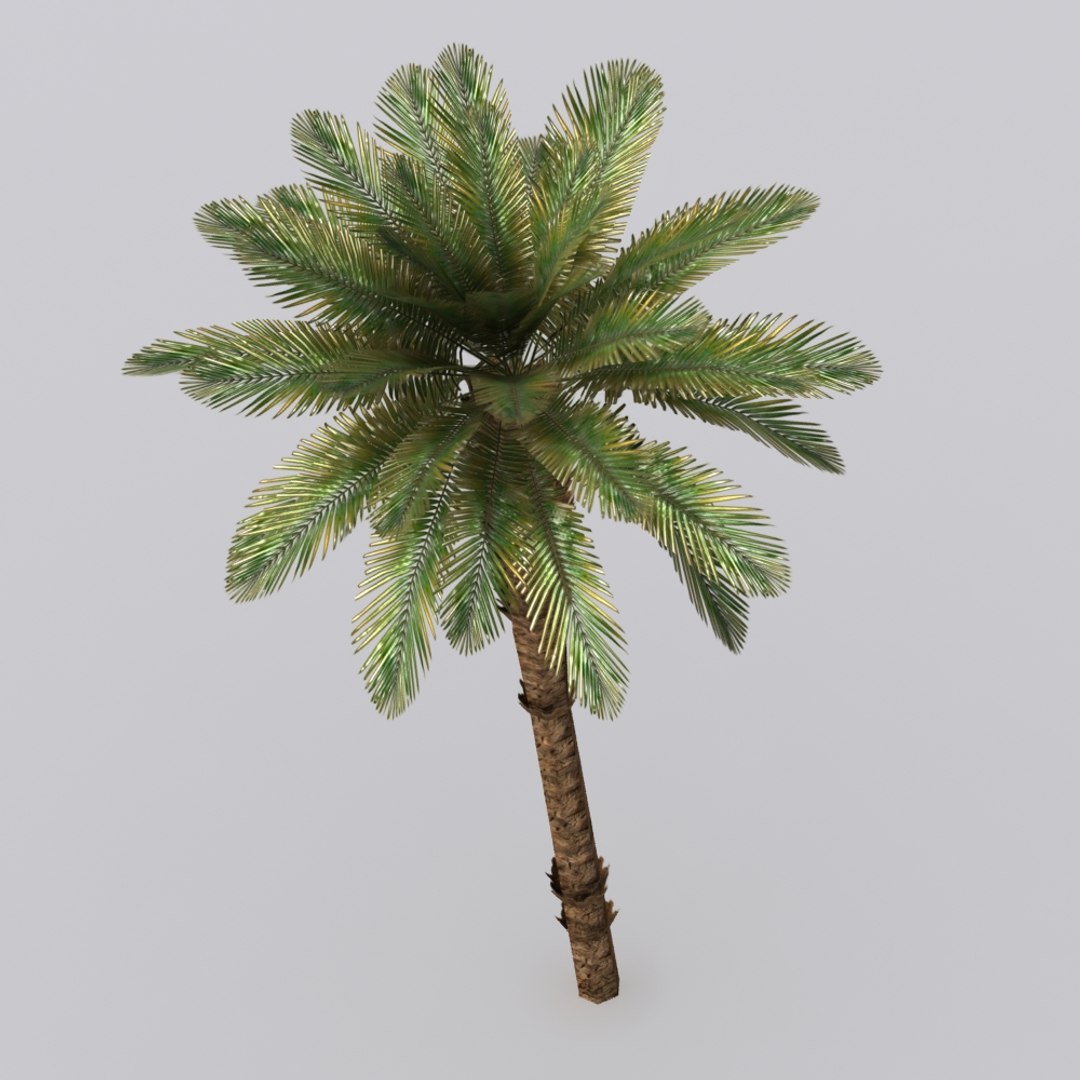 3d Model Date Palm Tree