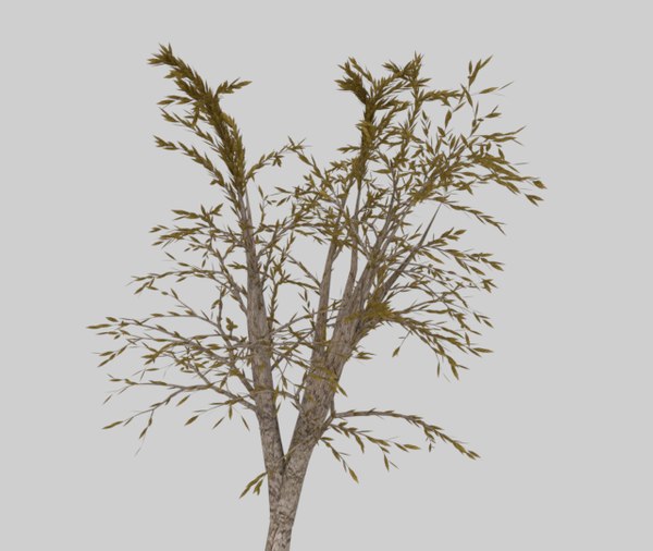 Low Poly Willow Tree 3D Models for Download | TurboSquid