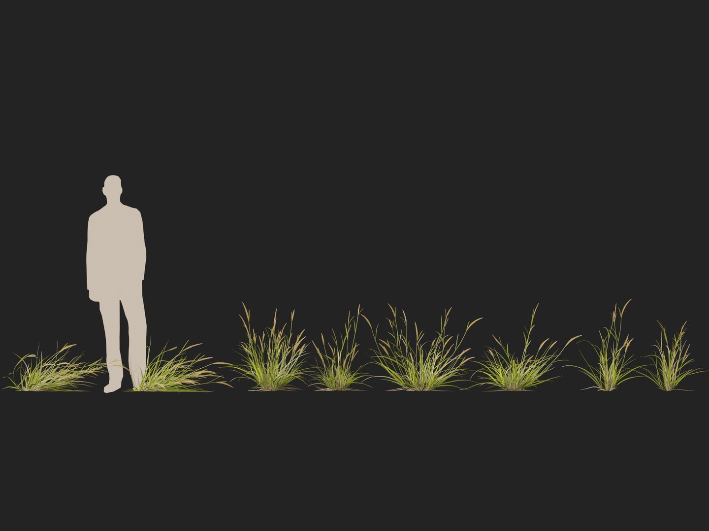 3D Model HighpolyLowpoly Astrebla Lappacea - Curly Mitchell Grass - TurboSquid 2422164