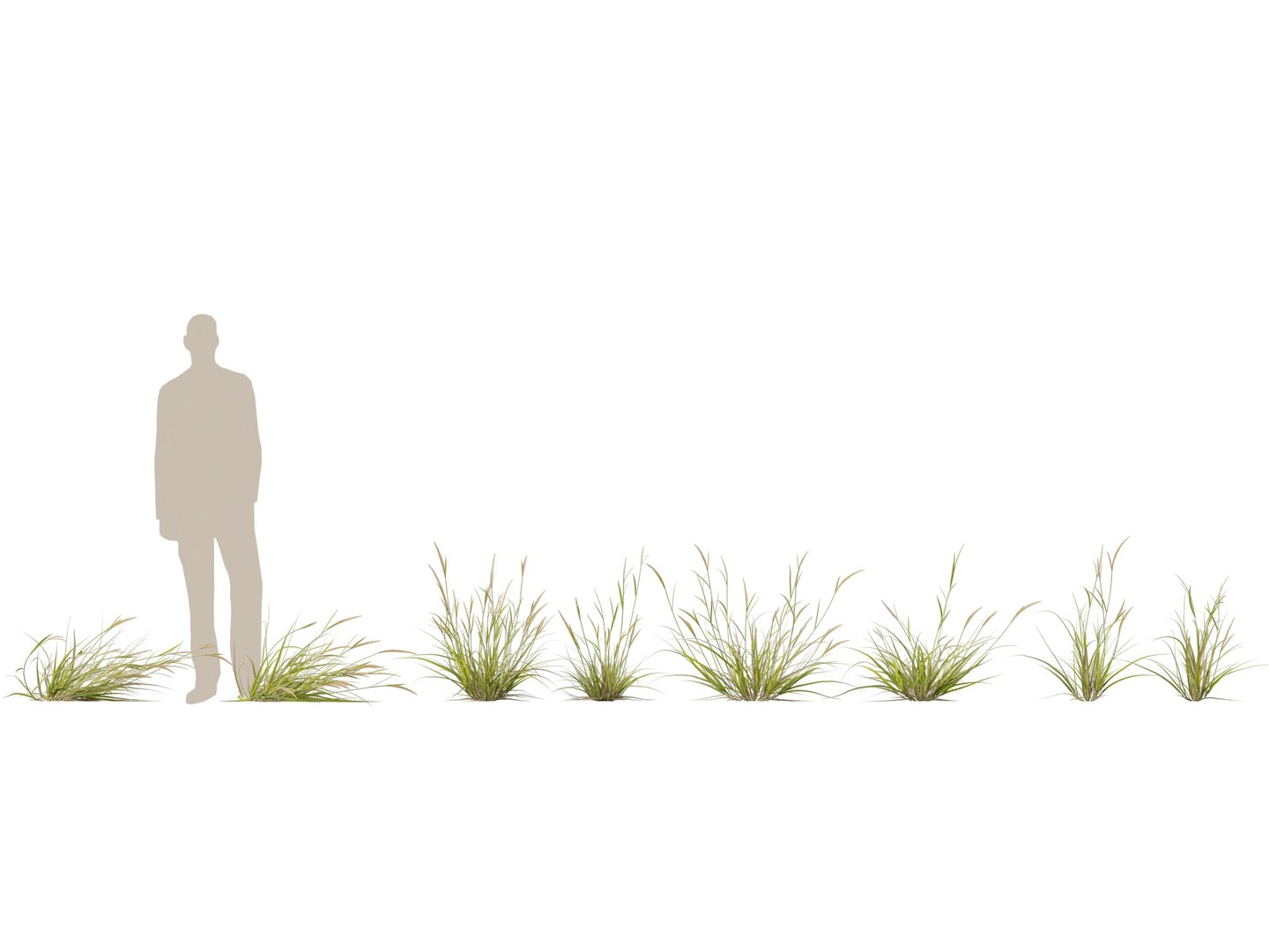 3D Model HighpolyLowpoly Astrebla Lappacea - Curly Mitchell Grass - TurboSquid 2422164