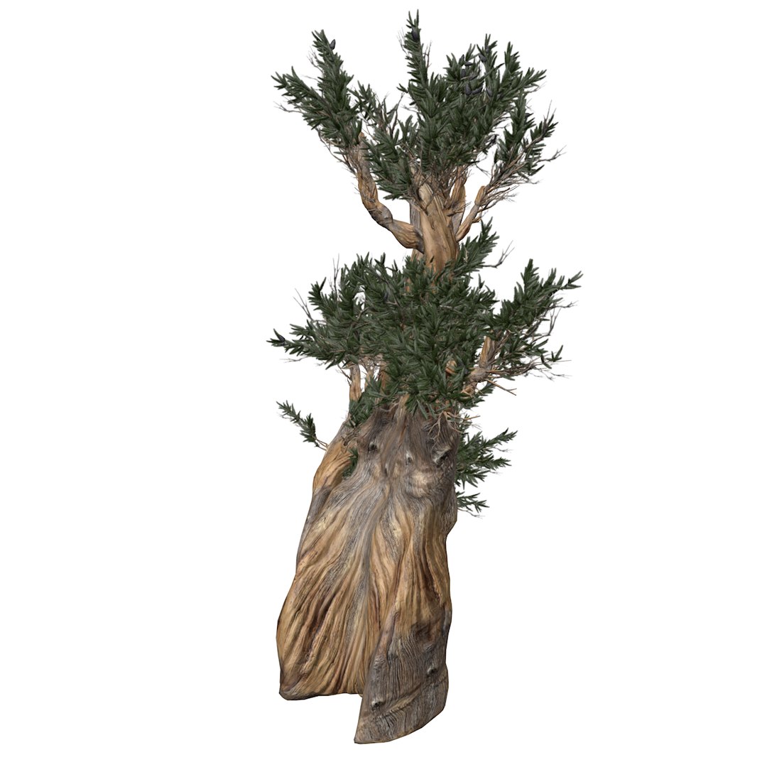 3D Bristlecone Pine Tree - 01 - - TurboSquid 2372945