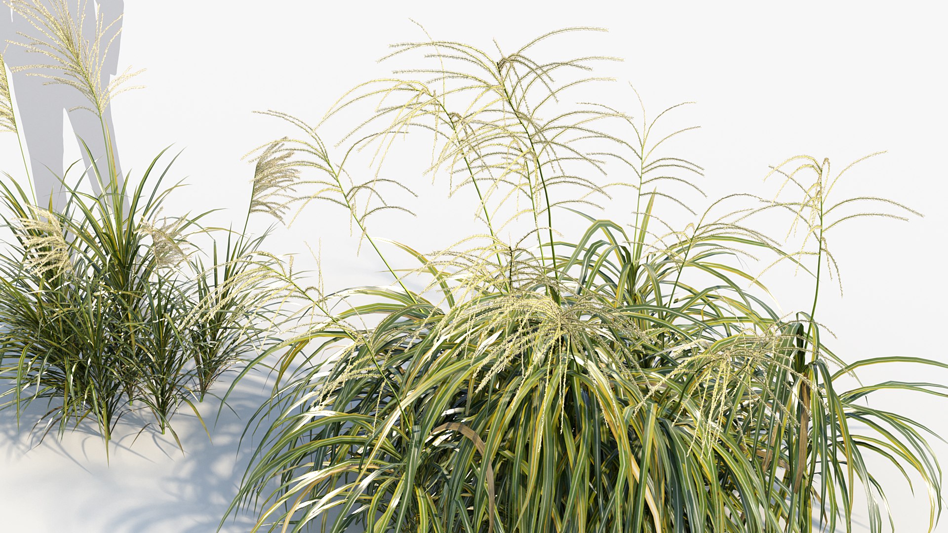 Miscanthus Flavidus Miscanthus Sinensis Model - TurboSquid 2080732
