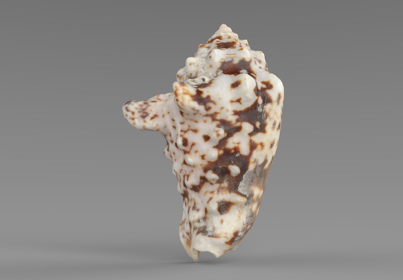 Sea Shell 3D Model - TurboSquid 1960057