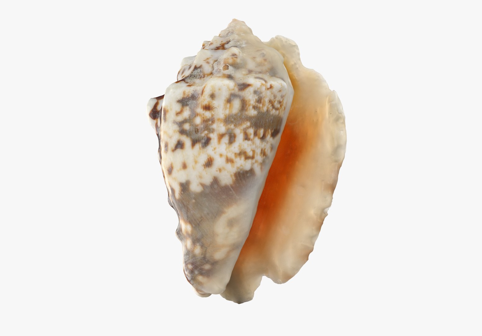 Sea Shell 3D Model - TurboSquid 1960057