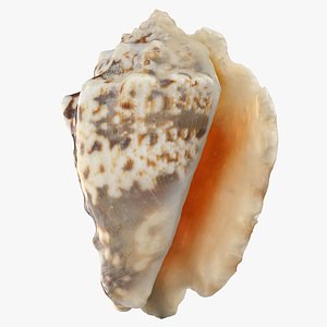 Sea Shell 3D Model - TurboSquid 1960048