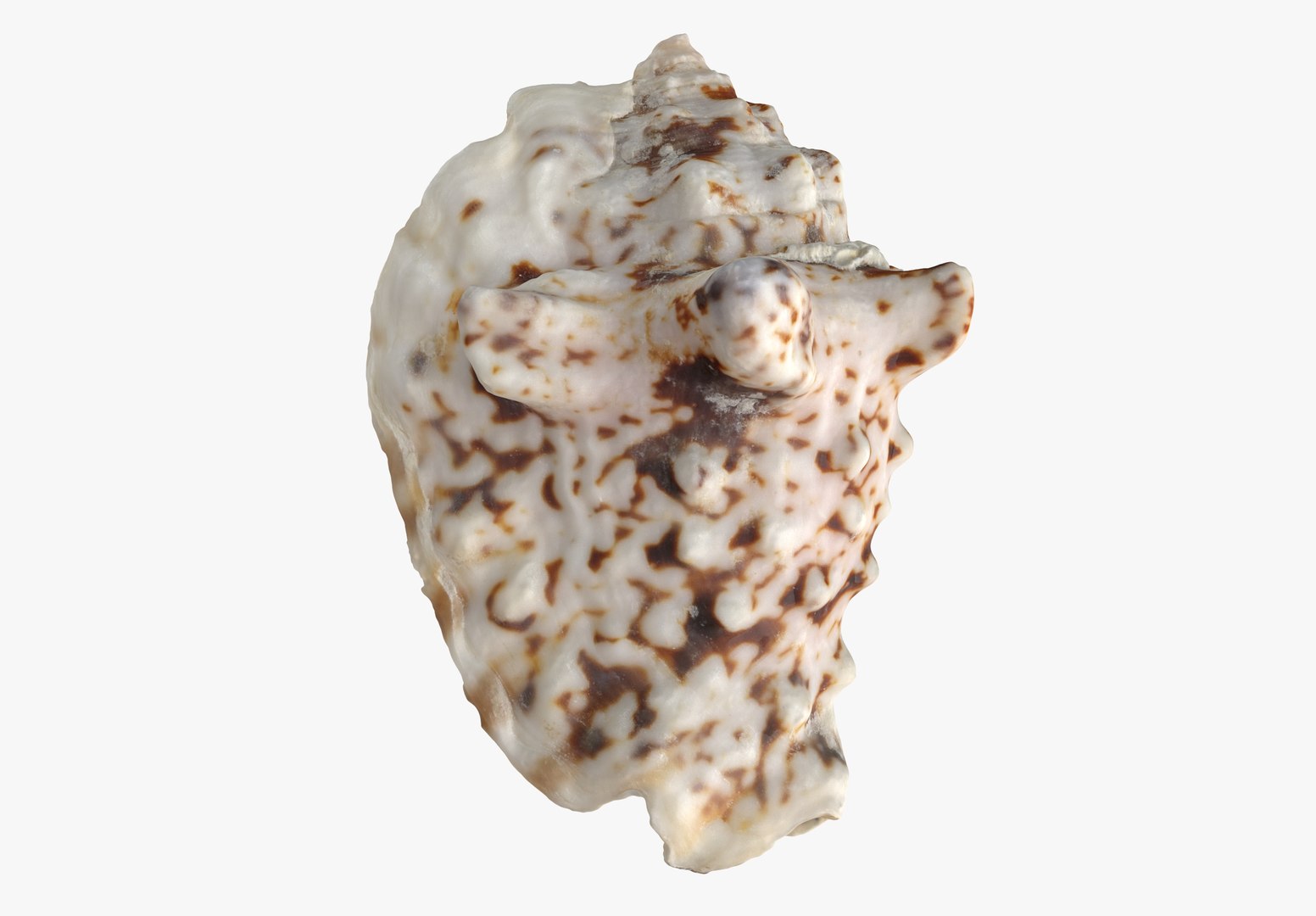 Sea Shell 3D Model - TurboSquid 1960057