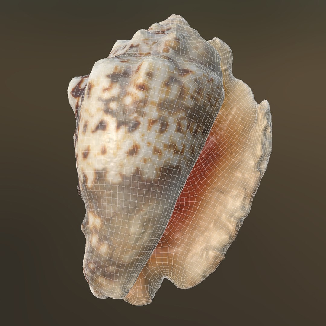 Sea Shell 3D Model - TurboSquid 1960057