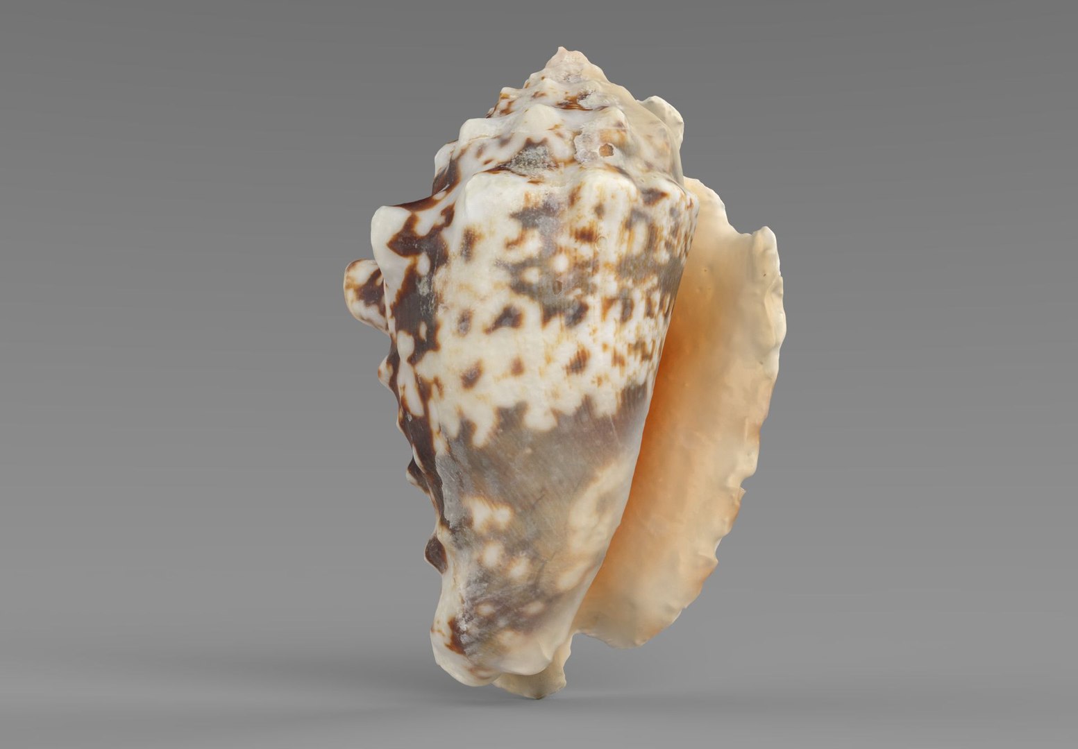 Sea Shell 3D Model - TurboSquid 1960057