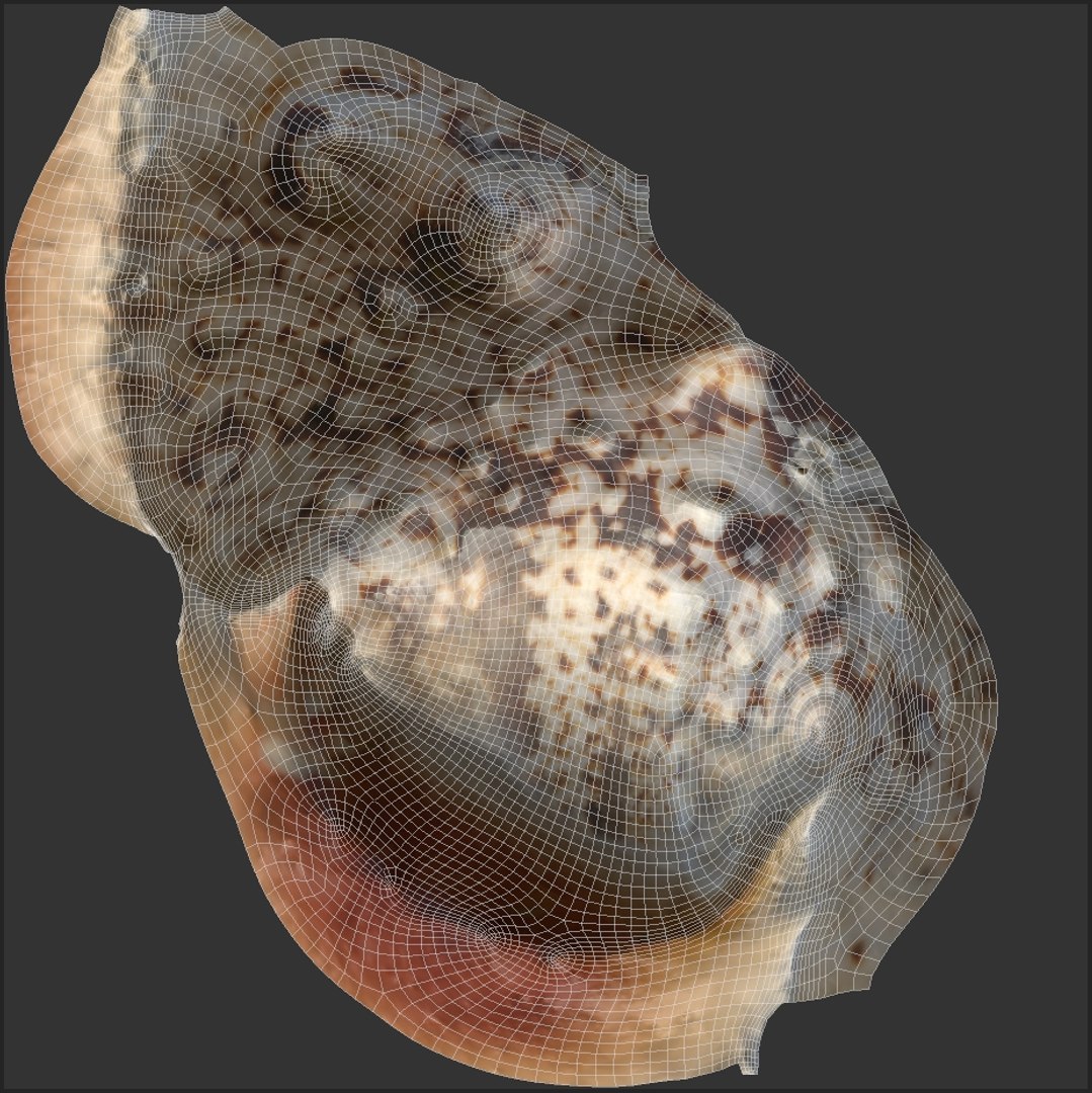 Sea Shell 3D Model - TurboSquid 1960057