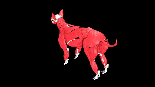 modelo 3d músculos del perro - TurboSquid 1861598