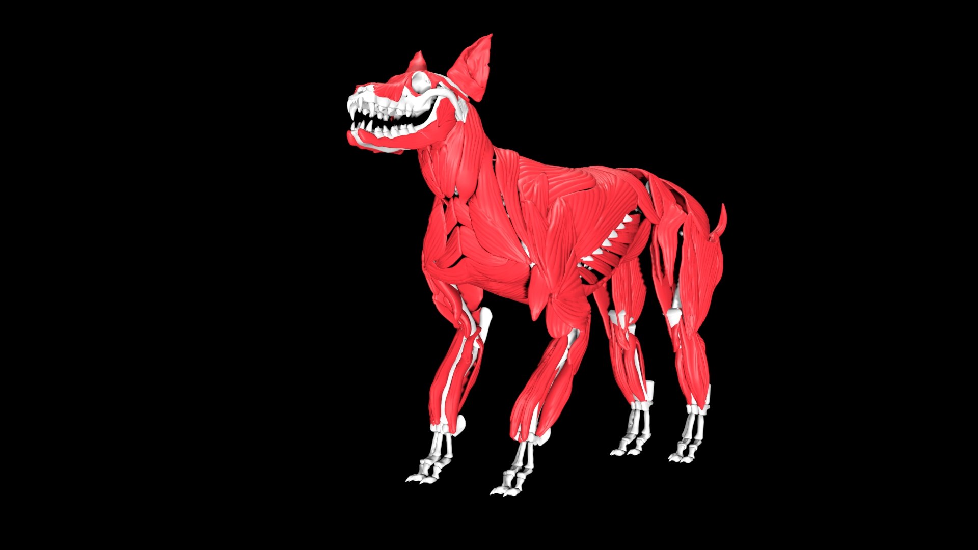 Dog Muscles 3D model - TurboSquid 1861598