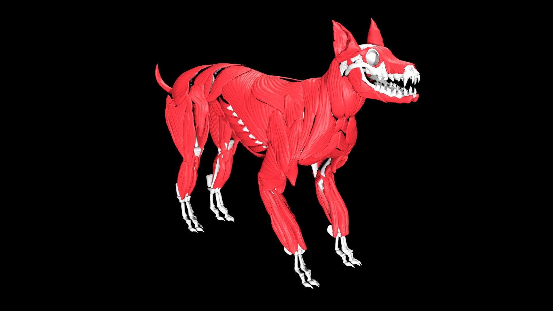 Dog Muscles 3D model - TurboSquid 1861598