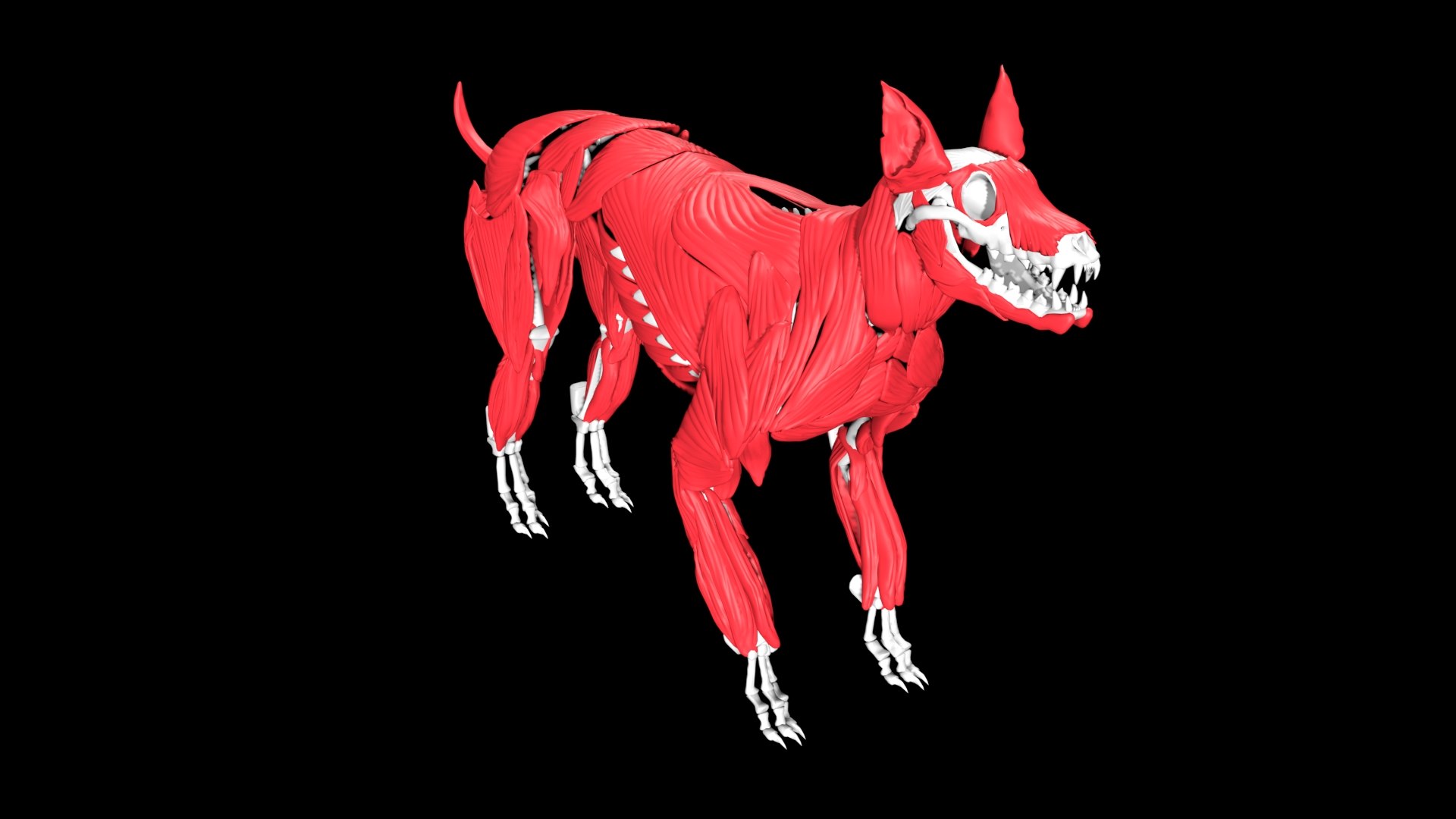 Dog Muscles 3D model - TurboSquid 1861598