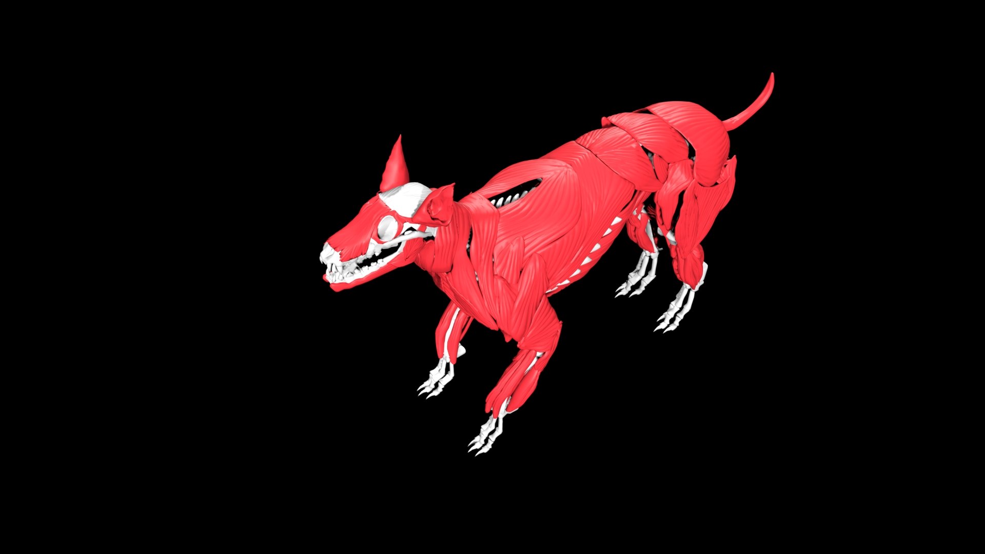 Dog Muscles 3D model - TurboSquid 1861598