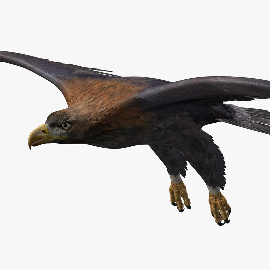 Golden Eagle 3d Model