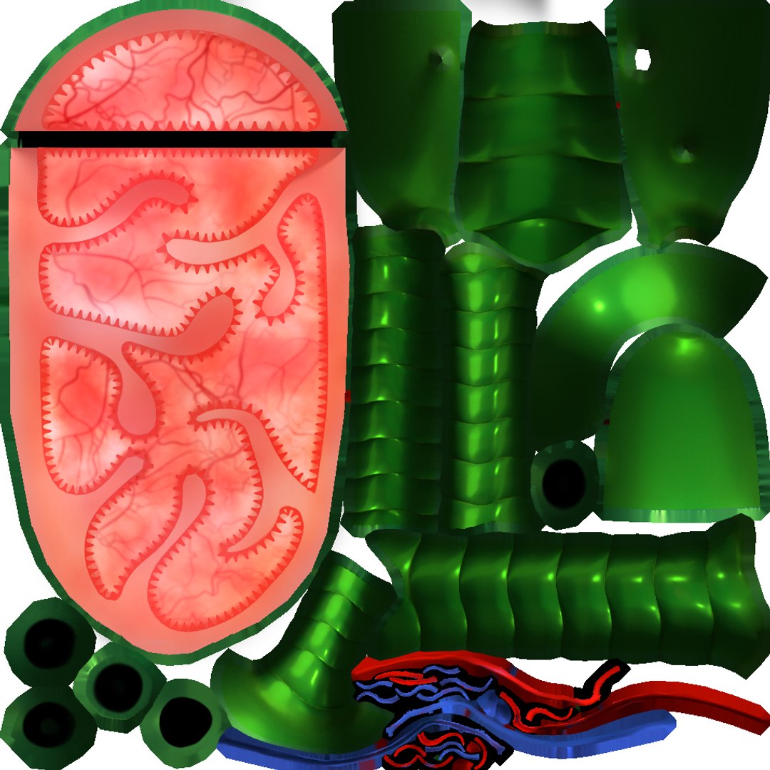 Lymph Node Human Anatomy Model - TurboSquid 1355971