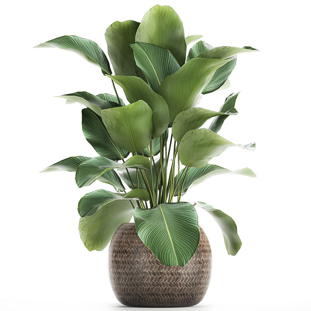 Ornamental plant calathea lutea model - TurboSquid 1646675