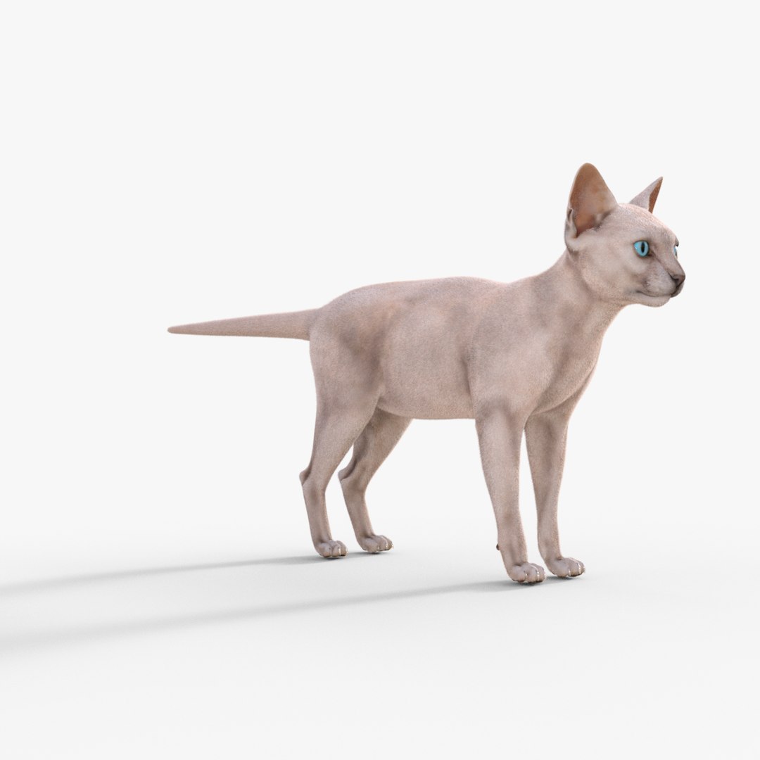 3D Model Hairless Cat Rigged - TurboSquid 2209711
