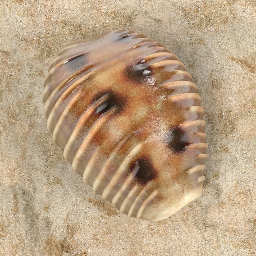 Pusula Pediculus 3ds