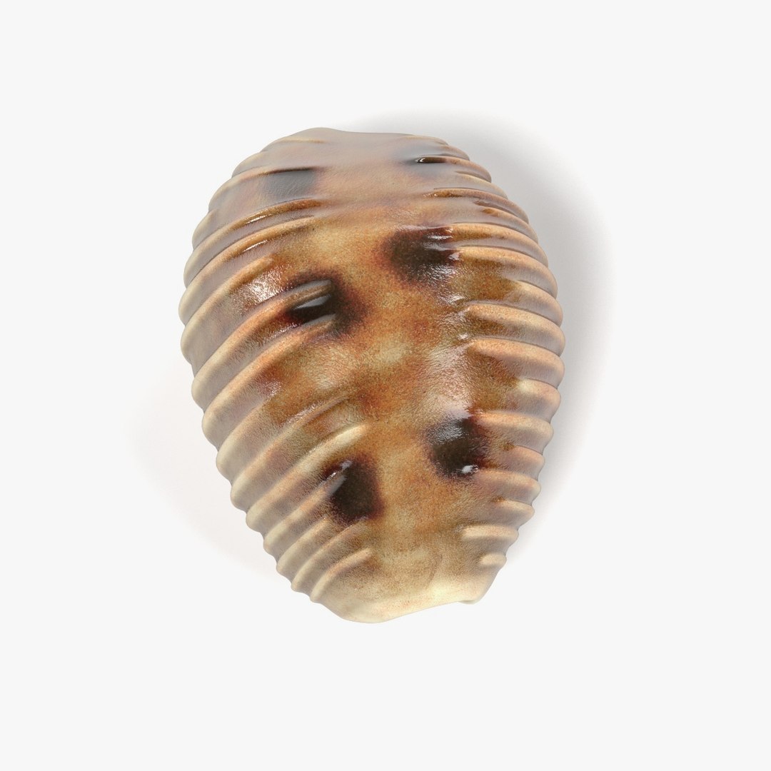 Pusula Pediculus 3ds