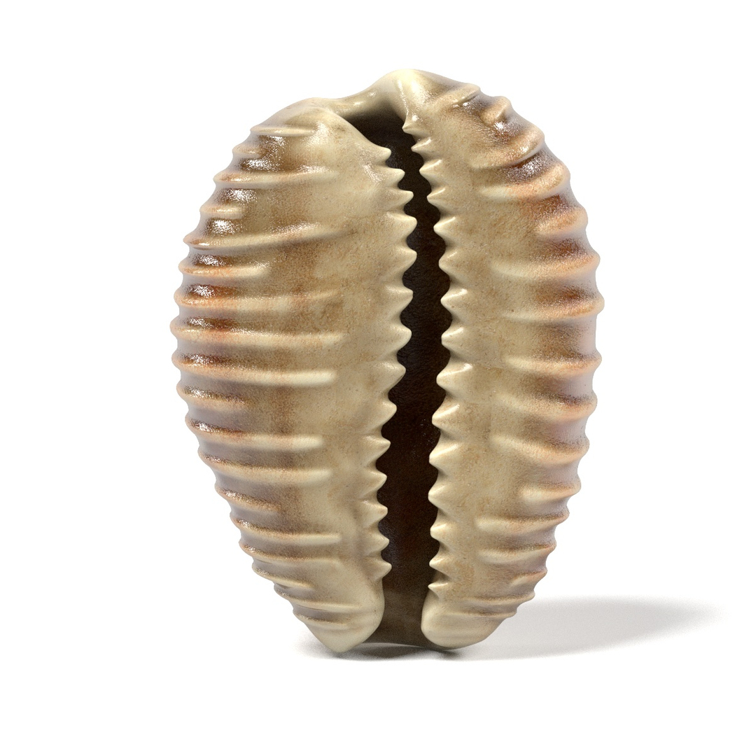 Pusula Pediculus 3ds