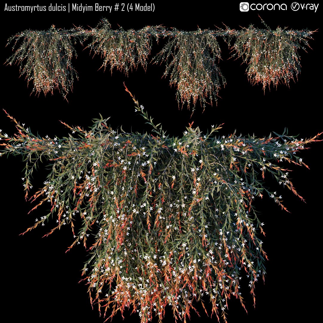Midyim Berry 02 3D Model - TurboSquid 1786017