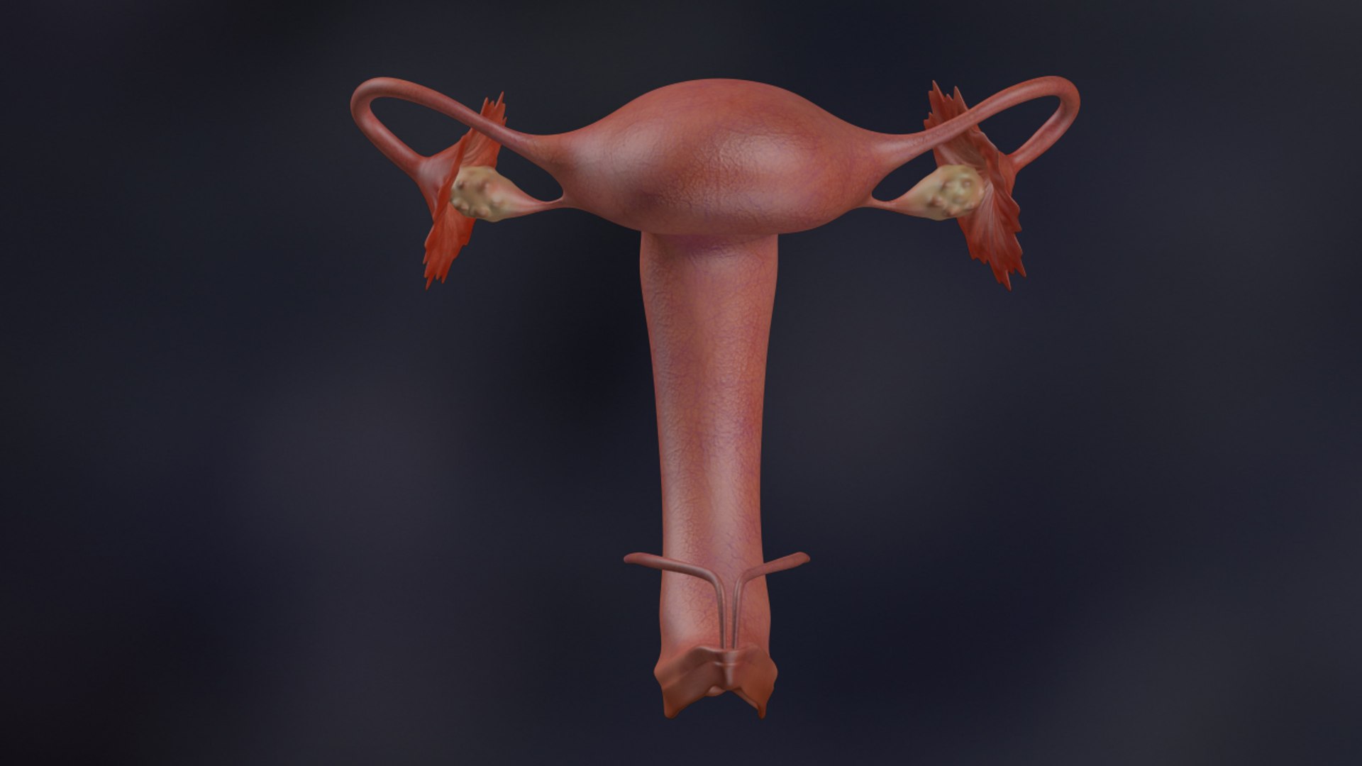 Female Reproductive 3d Model