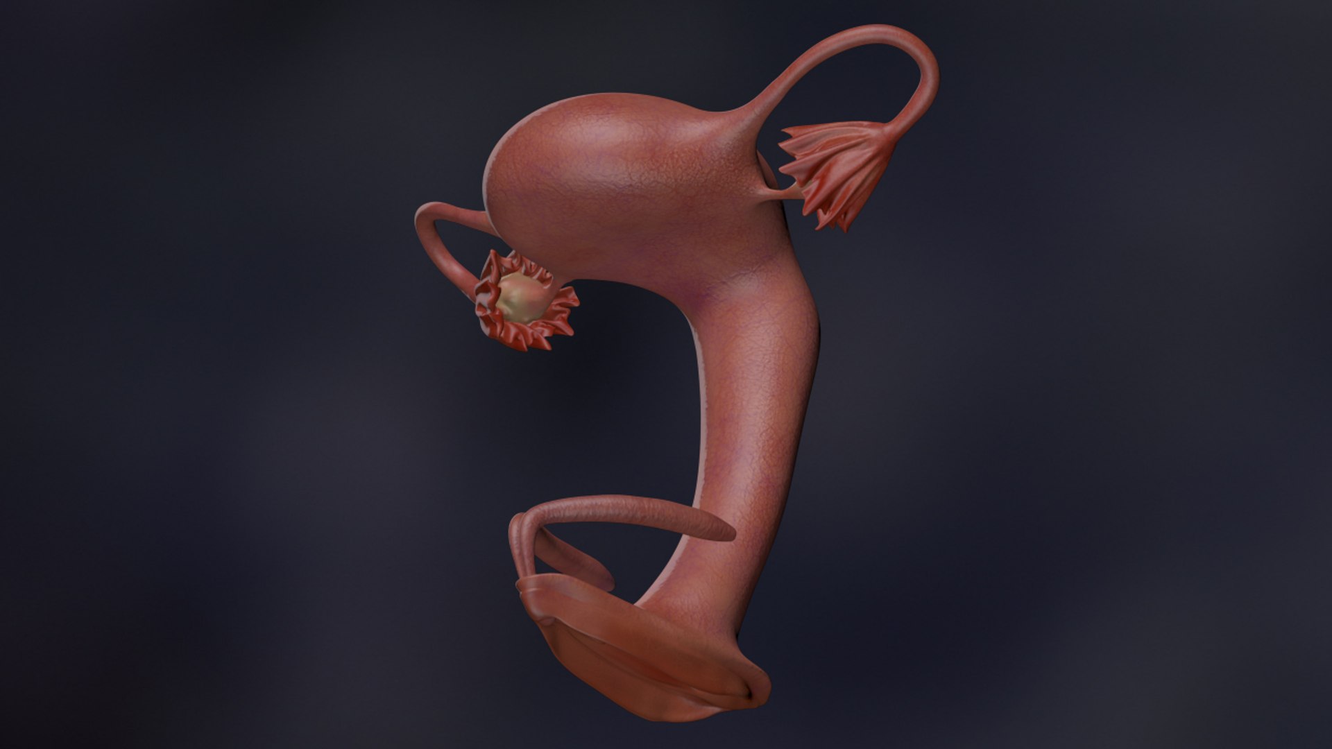Female Reproductive 3d Model