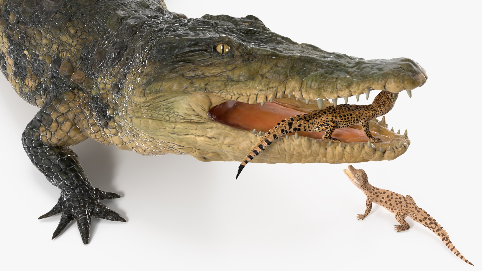 3D Model Mother Crocodile Carrying Baby - TurboSquid 1896200