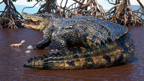 3D model Mother Crocodile Carrying Baby - TurboSquid 1896200