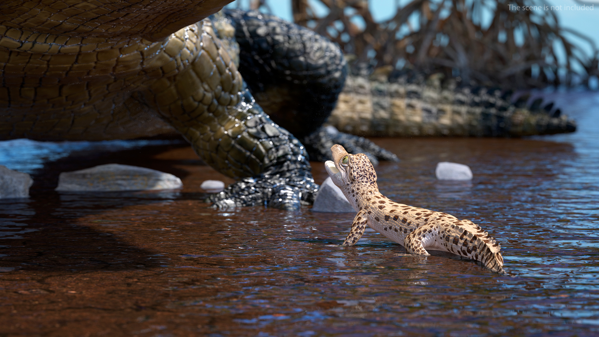 3D model Mother Crocodile Carrying Baby - TurboSquid 1896200