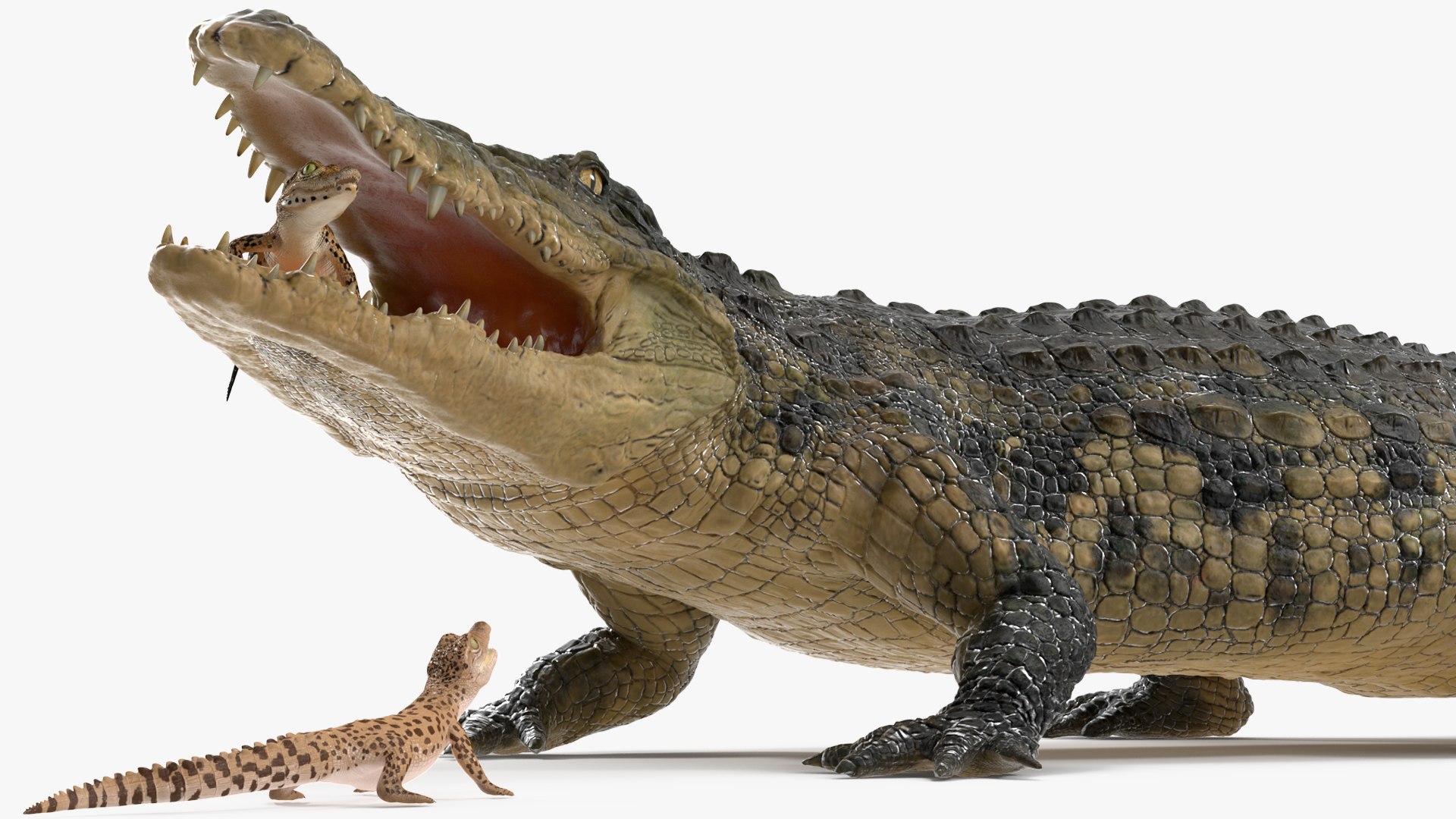 3D Model Mother Crocodile Carrying Baby - TurboSquid 1896200
