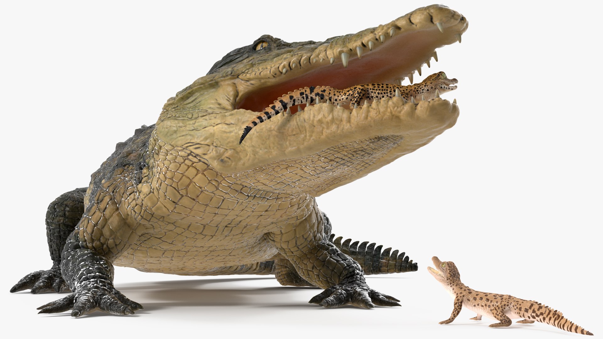 3D Model Mother Crocodile Carrying Baby - TurboSquid 1896200