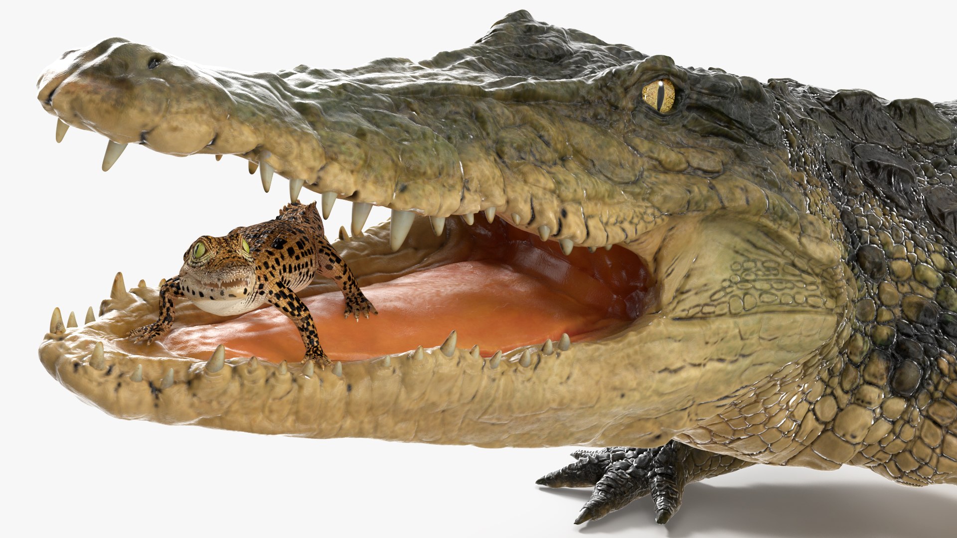 3D Model Mother Crocodile Carrying Baby - TurboSquid 1896200