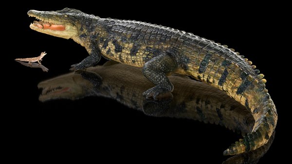 3D model Mother Crocodile Carrying Baby - TurboSquid 1896200