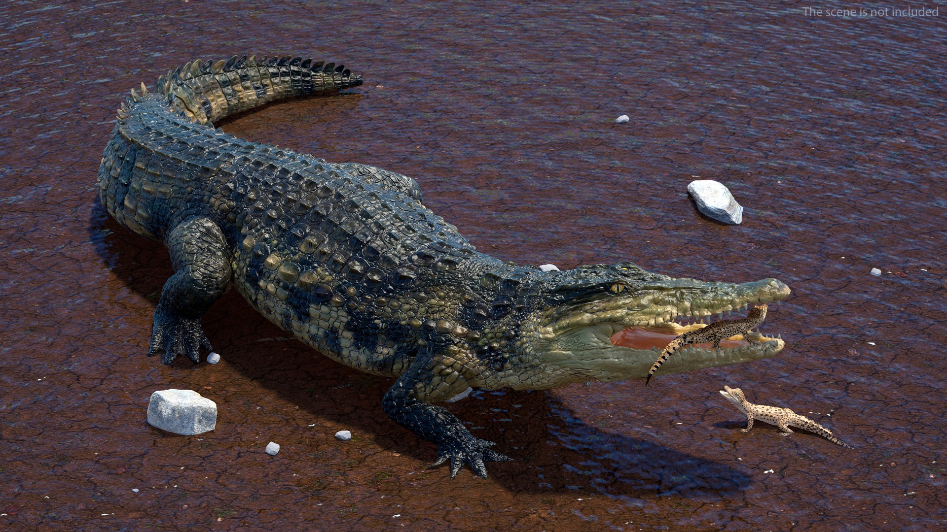3D model Mother Crocodile Carrying Baby - TurboSquid 1896200