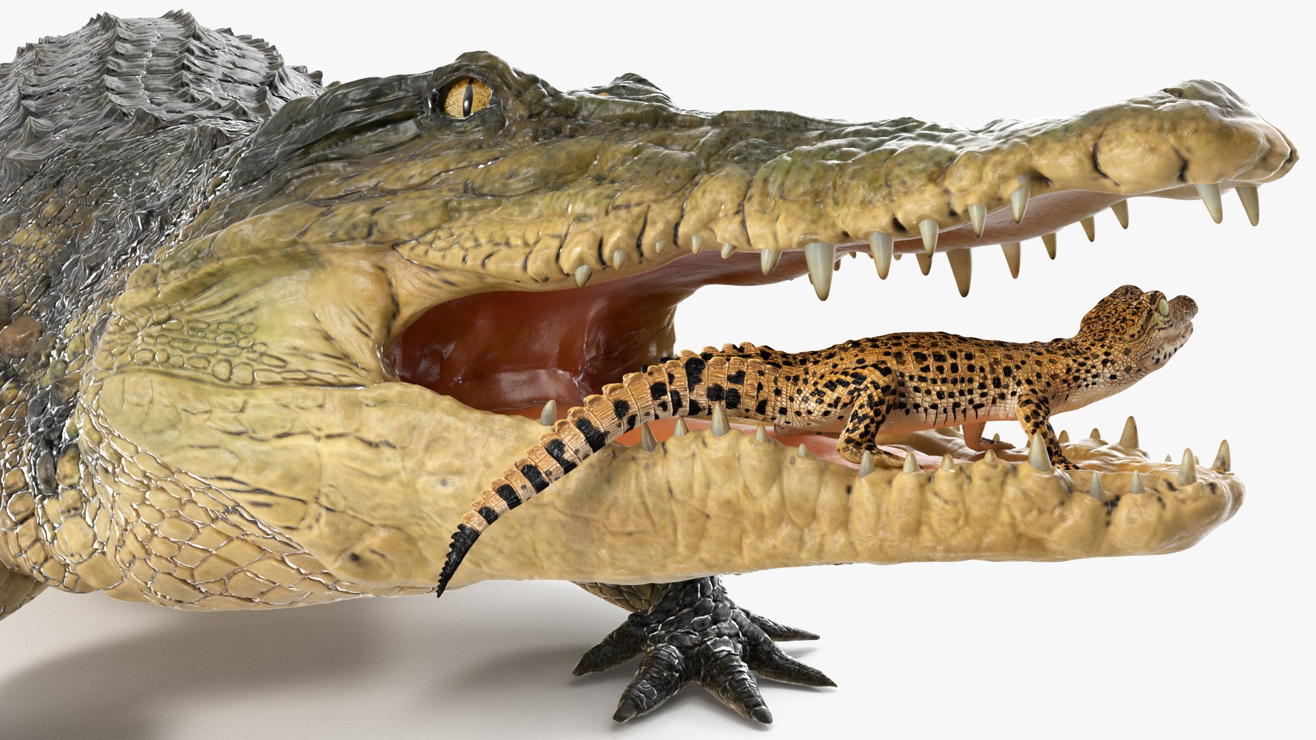 3D Model Mother Crocodile Carrying Baby - TurboSquid 1896200
