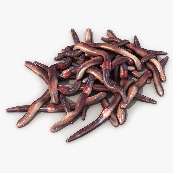 Earthworm 3D Models for Download | TurboSquid
