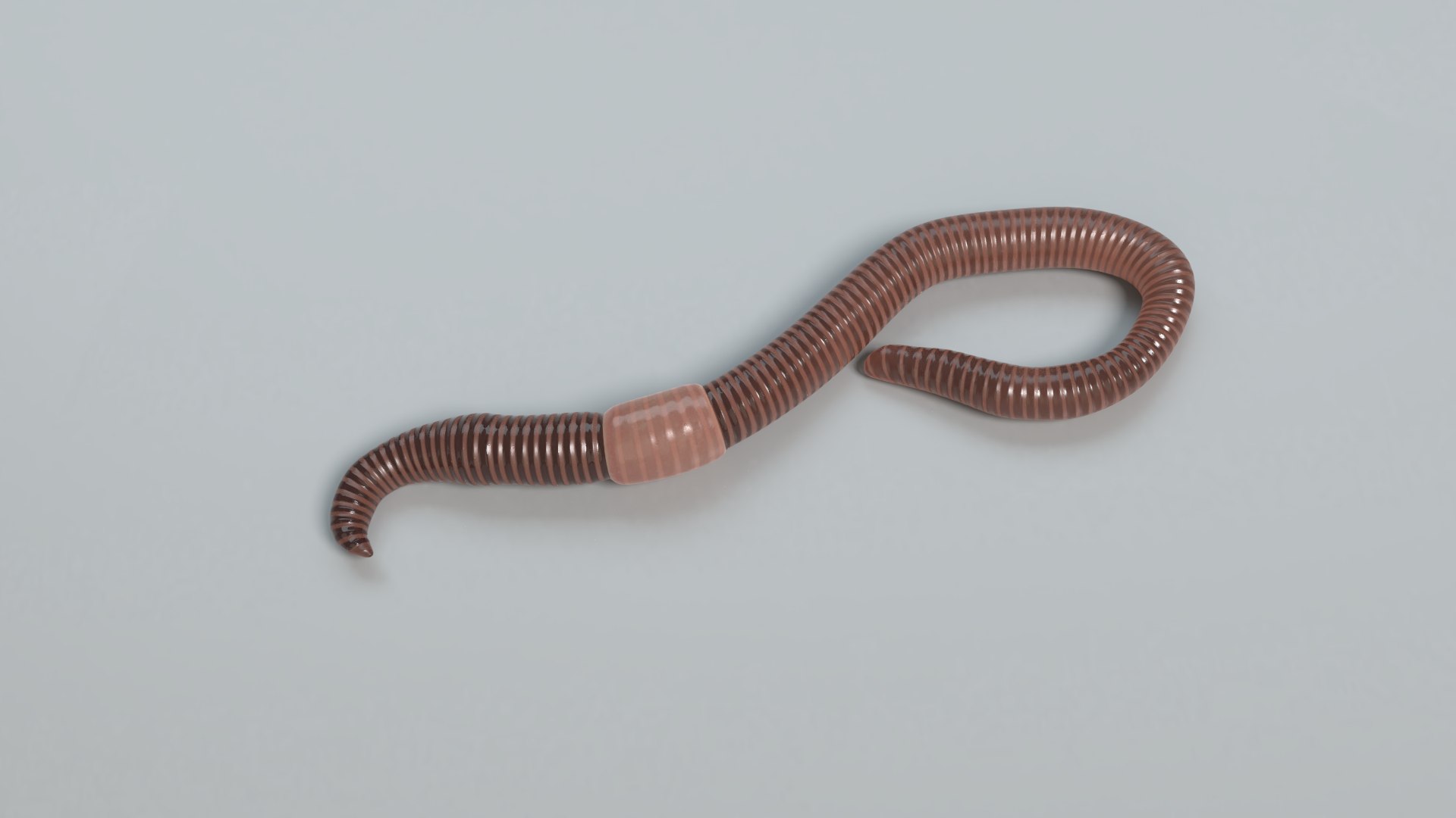 3D Earthworm Pbr Polys - TurboSquid 1521032