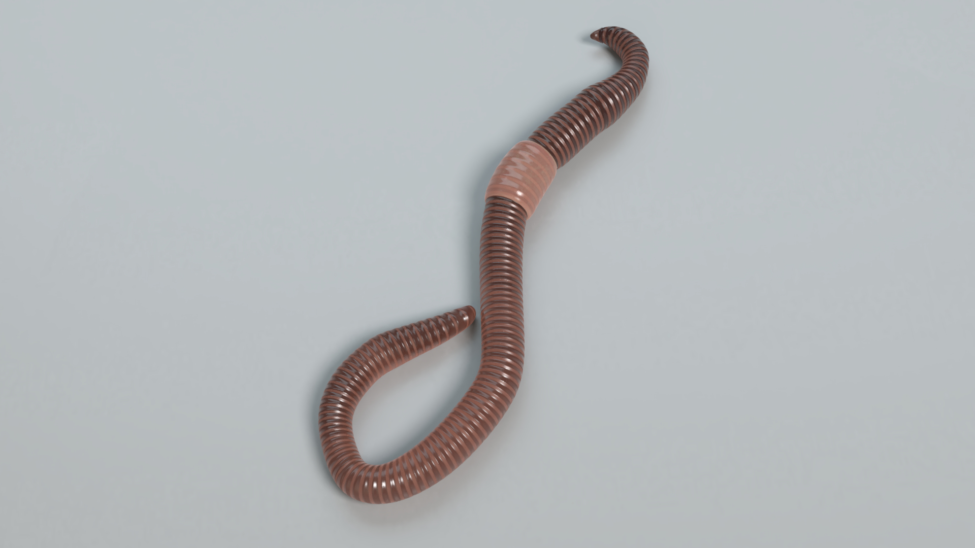 3D Earthworm Pbr Polys - TurboSquid 1521032