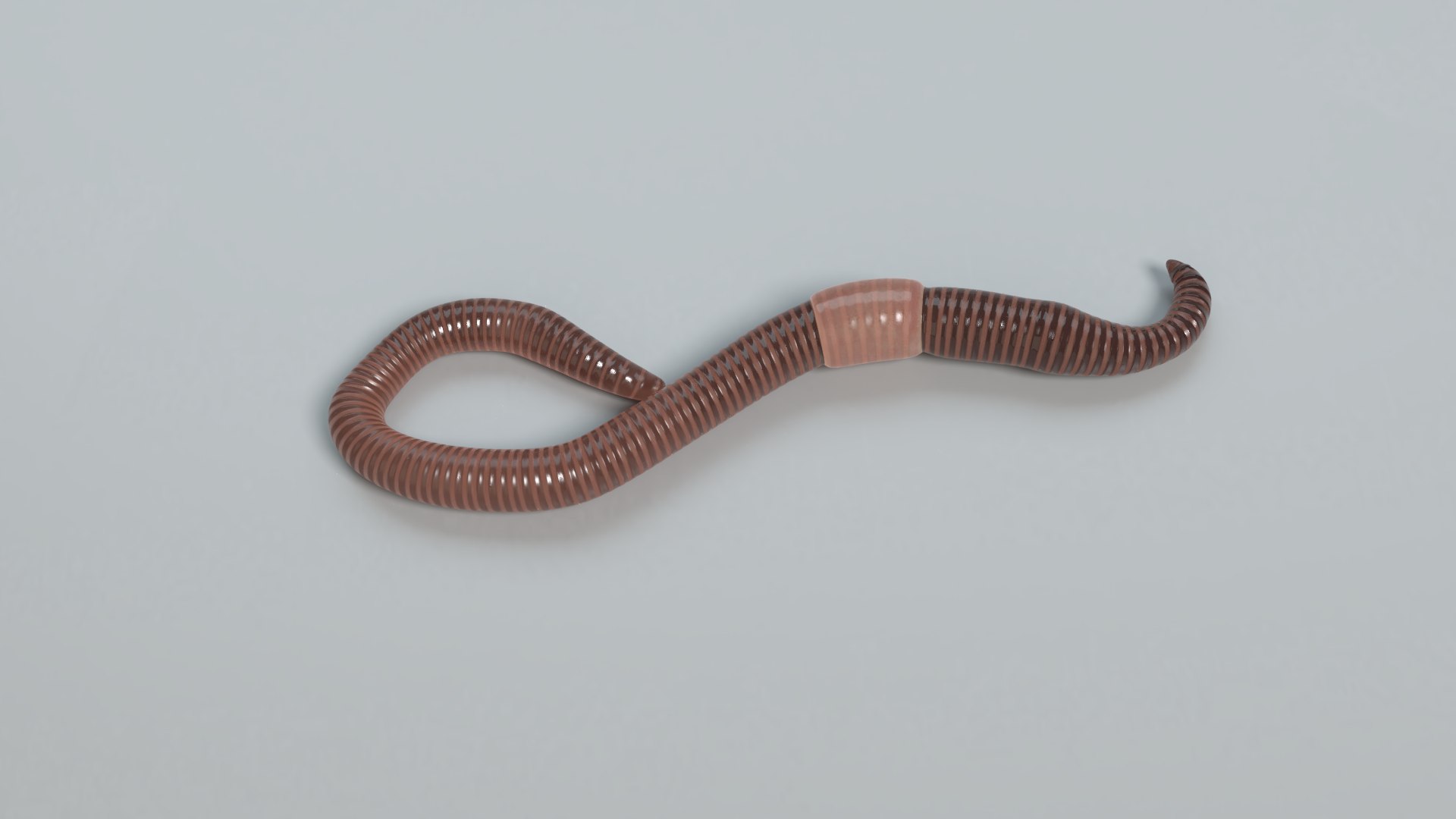3D Earthworm Pbr Polys - TurboSquid 1521032