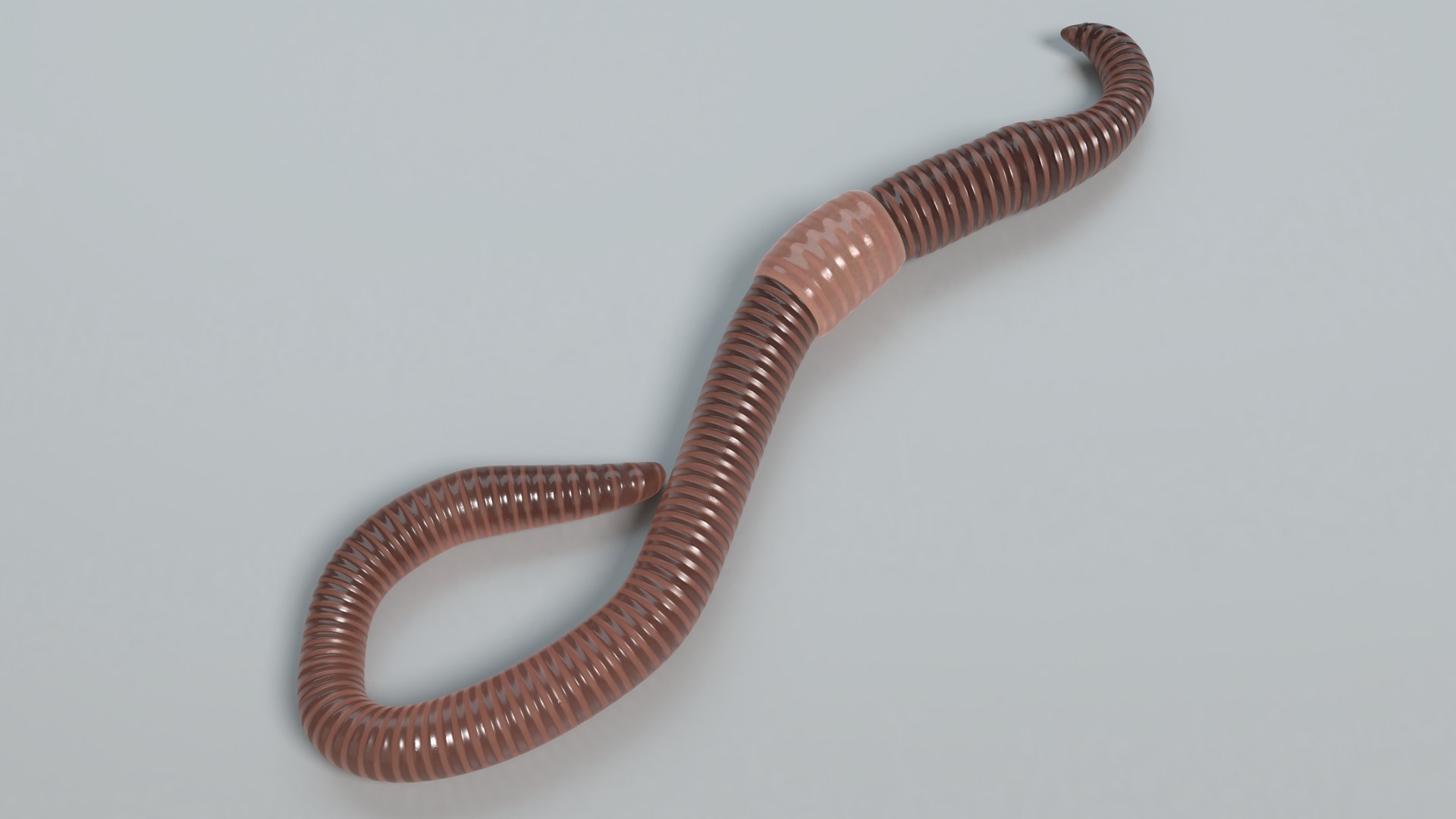 3D Earthworm Pbr Polys - TurboSquid 1521032