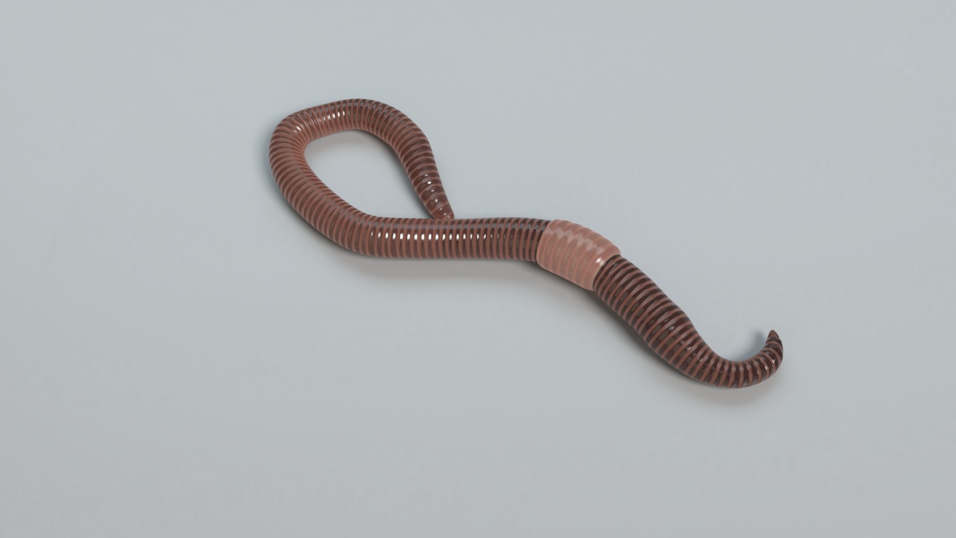 3D Earthworm Pbr Polys - TurboSquid 1521032